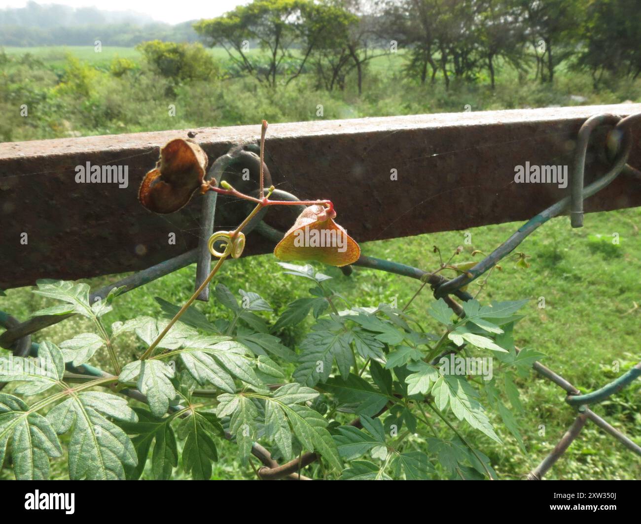 Lesser Balloon Vine (Cardiospermum halicacabum) Plantae Stock Photo - Alamy