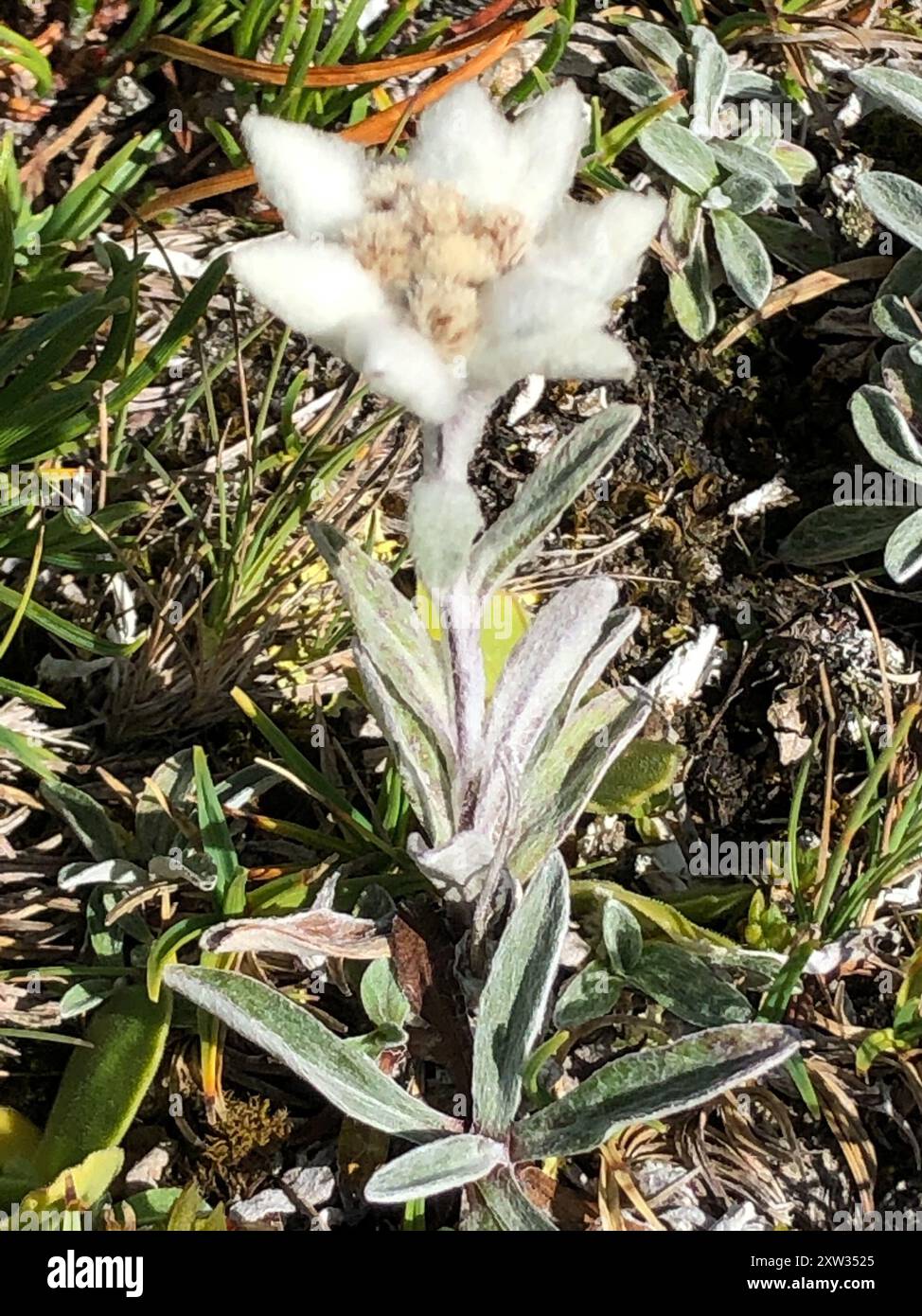 Alpine Edelweiss (Leontopodium nivale alpinum) Plantae Stock Photo - Alamy
