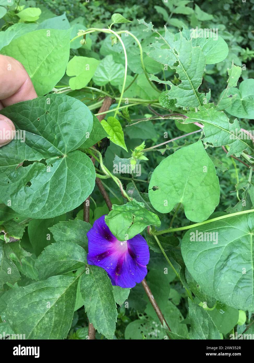 common morning-glory (Ipomoea purpurea) Plantae Stock Photo - Alamy