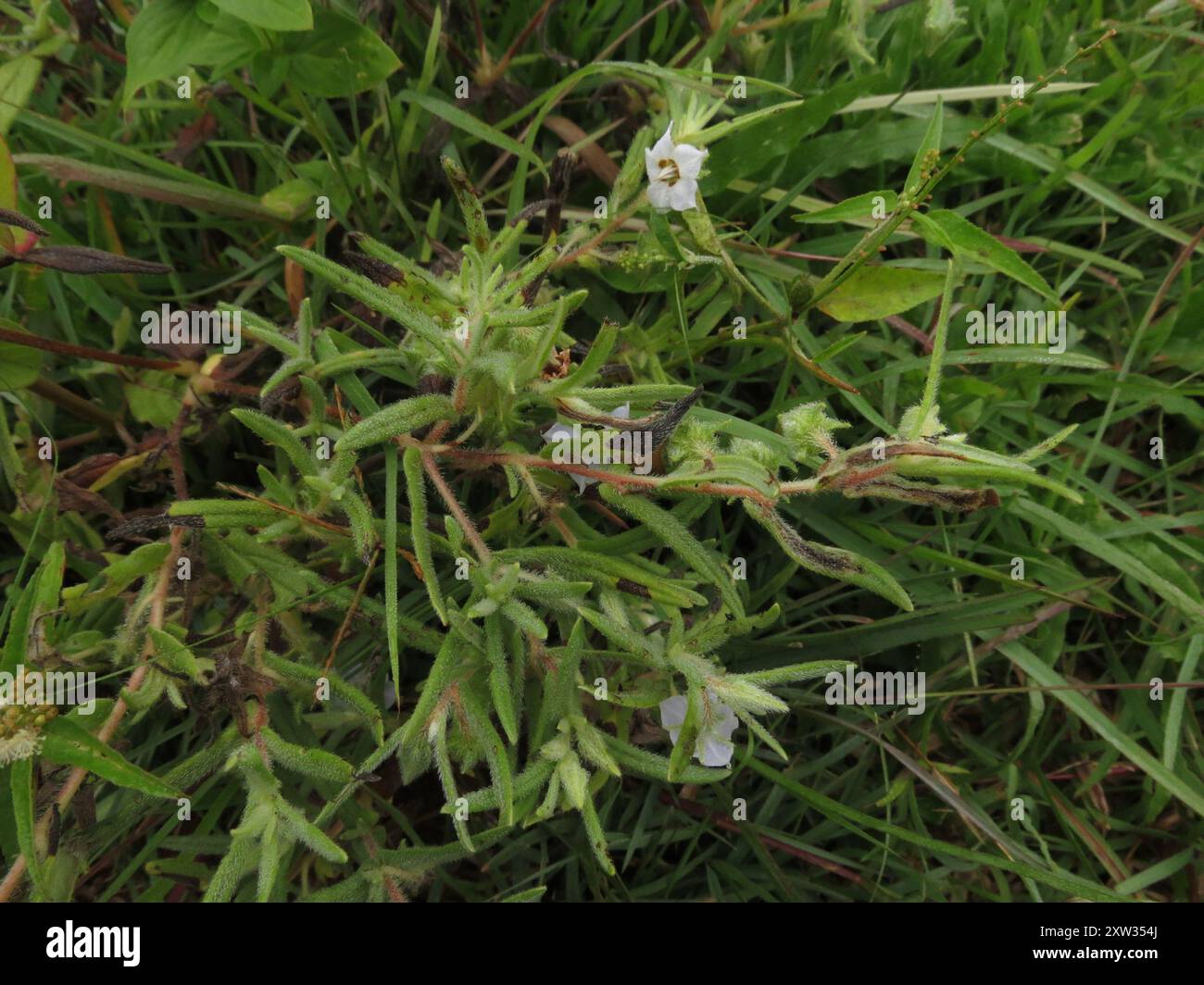 Indian borage (Trichodesma indicum) Plantae Stock Photo - Alamy