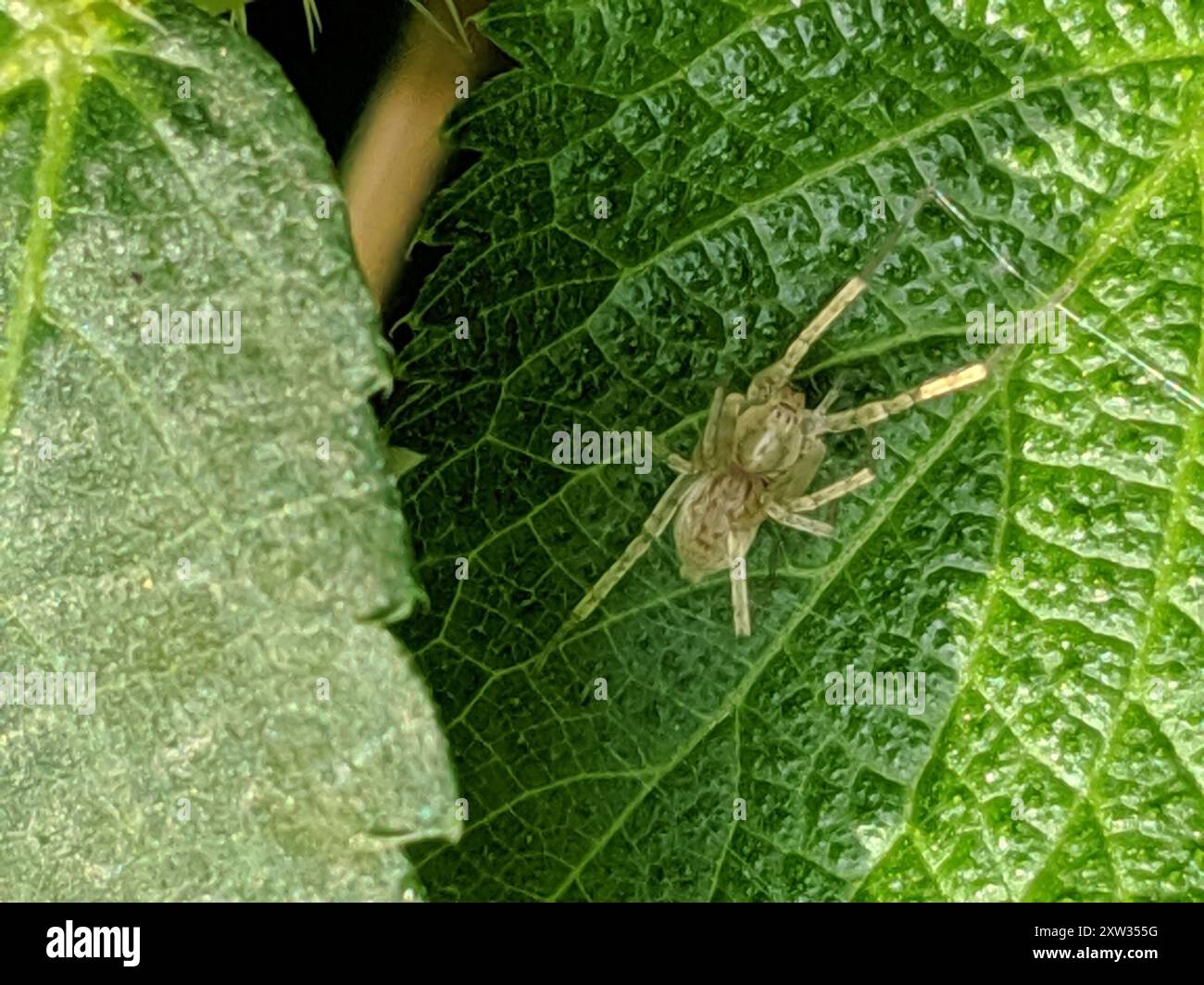 Ghost Spiders (Anyphaenidae) Arachnida Stock Photo - Alamy