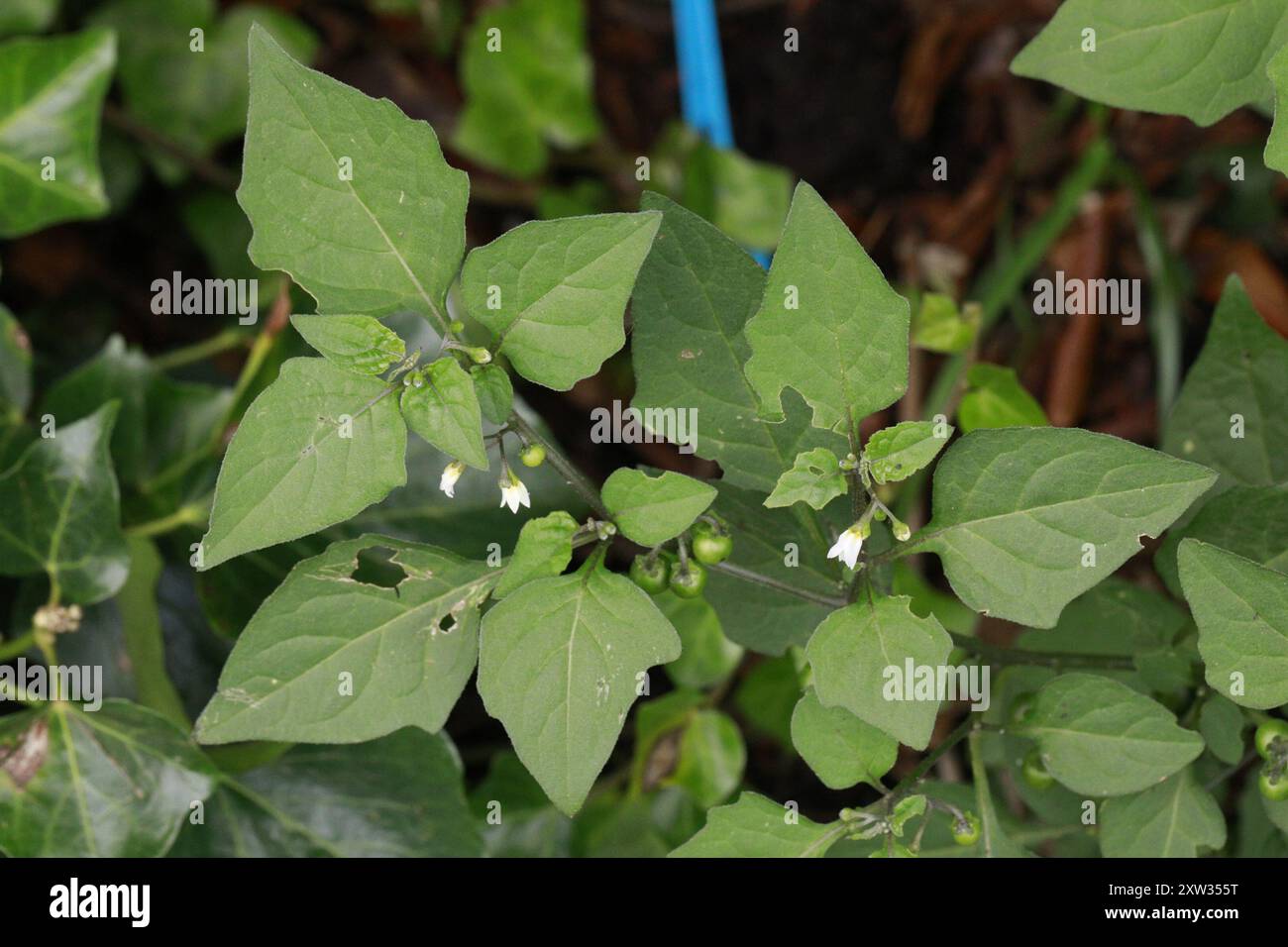 black nightshade (Solanum nigrum) Plantae Stock Photo - Alamy