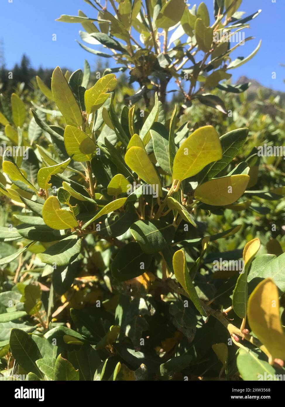 bush chinquapin (Chrysolepis sempervirens) Plantae Stock Photo - Alamy