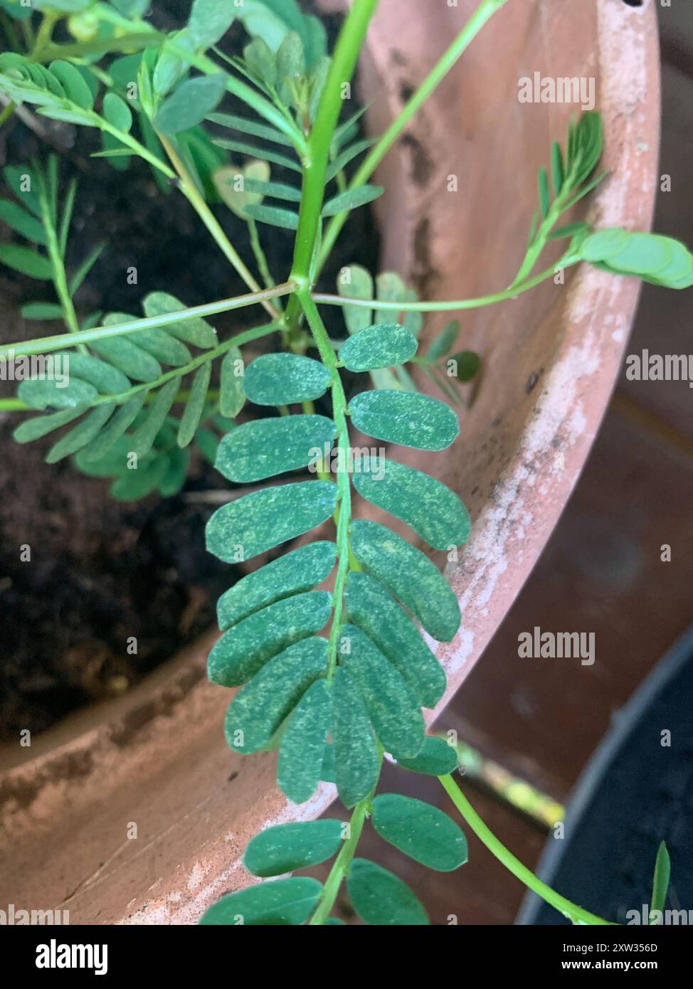 Chamberbitter (Phyllanthus urinaria) Plantae Stock Photo - Alamy