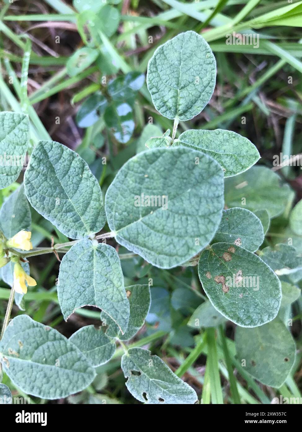 Twining Snoutbean (Rhynchosia tomentosa) Plantae Stock Photo - Alamy