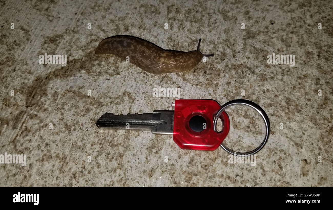 Yellow Cellar Slug (Limacus flavus) Mollusca Stock Photo - Alamy