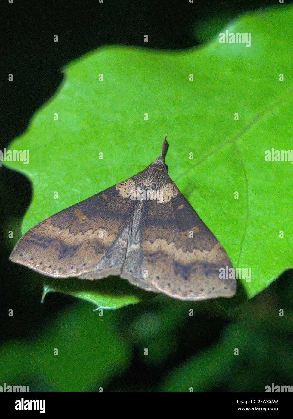 Sociable Renia Moth (Renia factiosalis) Insecta Stock Photo - Alamy