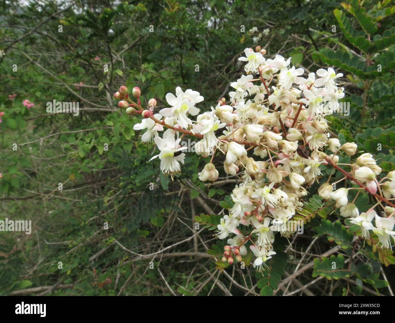 (Pterolobium hexapetalum) Plantae Stock Photo - Alamy