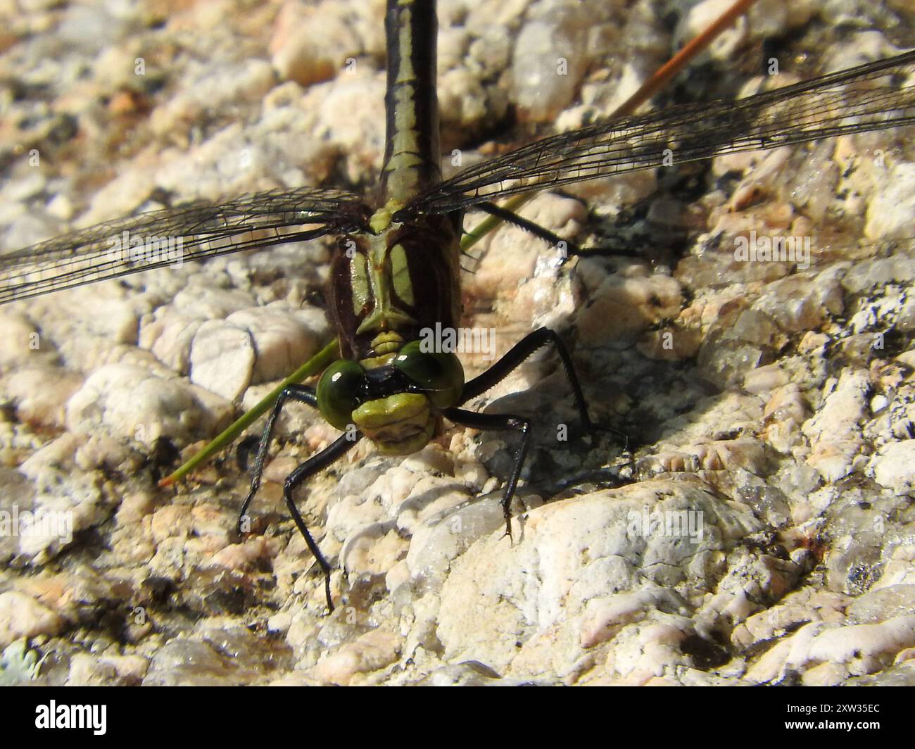 Black-shouldered Spinyleg (Dromogomphus spinosus) Insecta Stock Photo ...