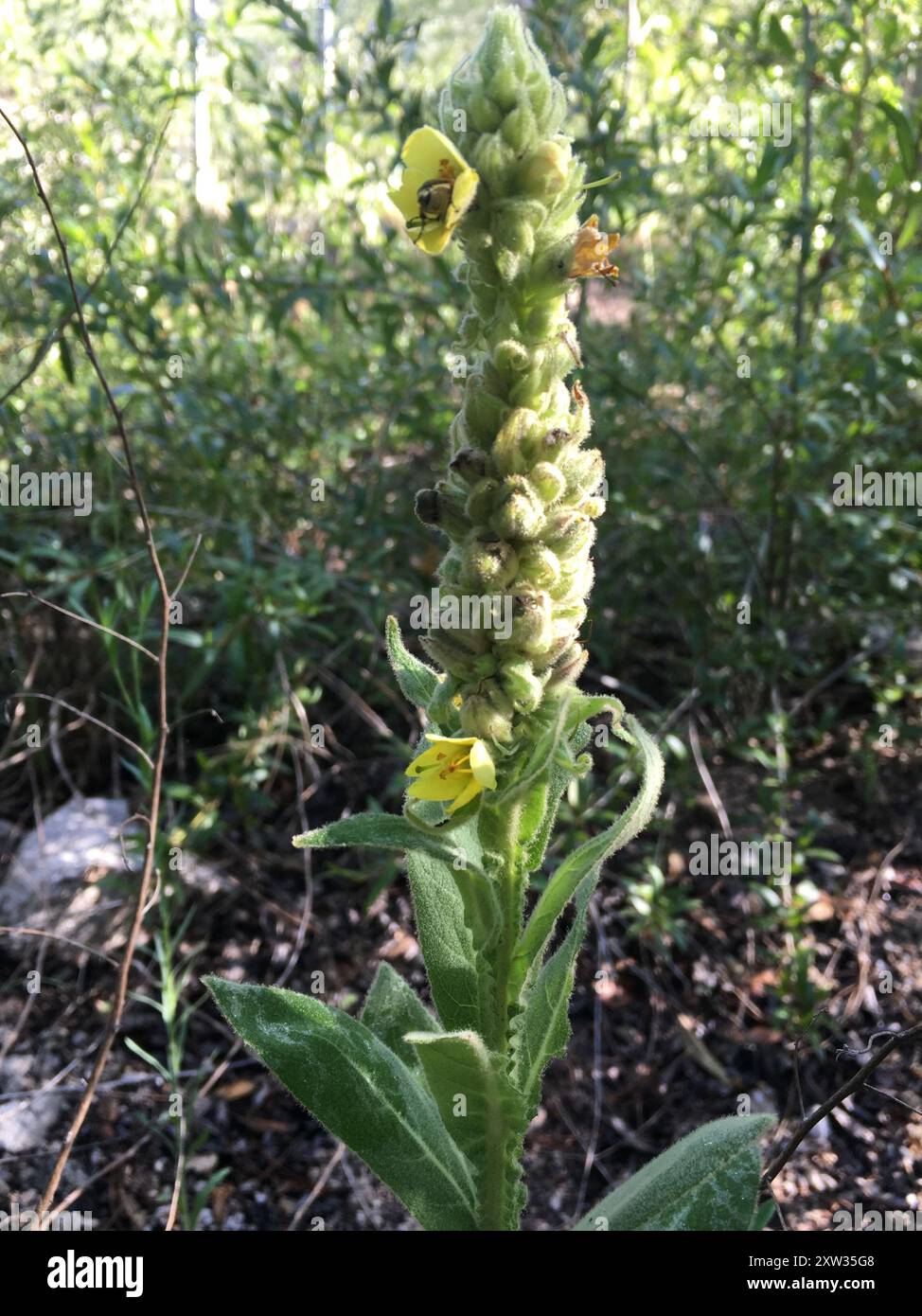 great mullein (Verbascum thapsus) Plantae Stock Photo - Alamy