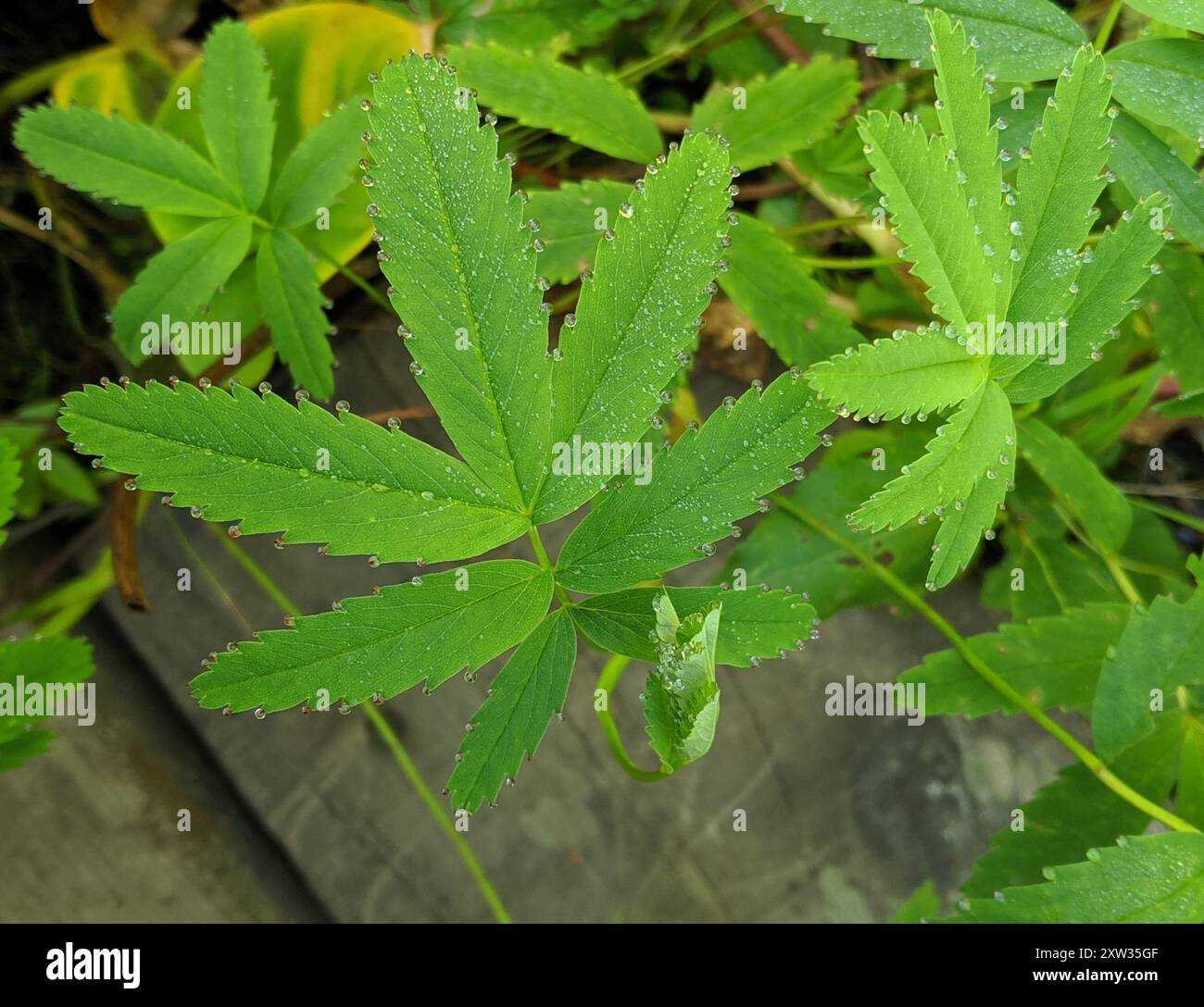 marsh cinquefoil (Comarum palustre) Plantae Stock Photo - Alamy