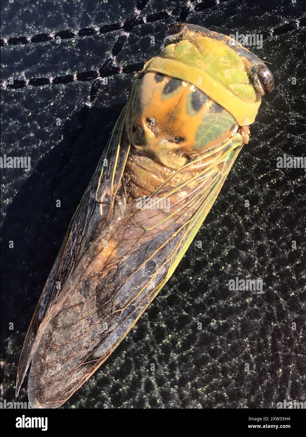 Superb Dog-day Cicada (Neotibicen superbus) Insecta Stock Photo - Alamy