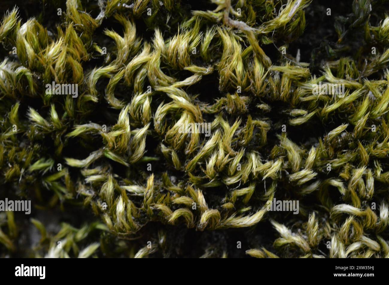 Silky Wall Feather-moss (Homalothecium sericeum) Plantae Stock Photo ...