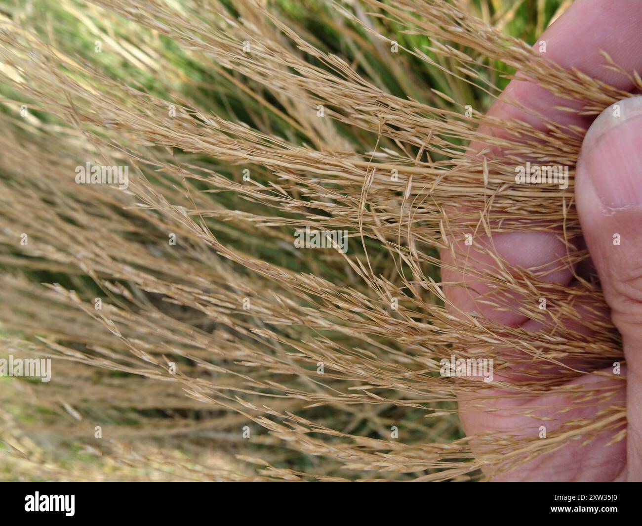 Purple moor grass (Molinia caerulea) Plantae Stock Photo - Alamy