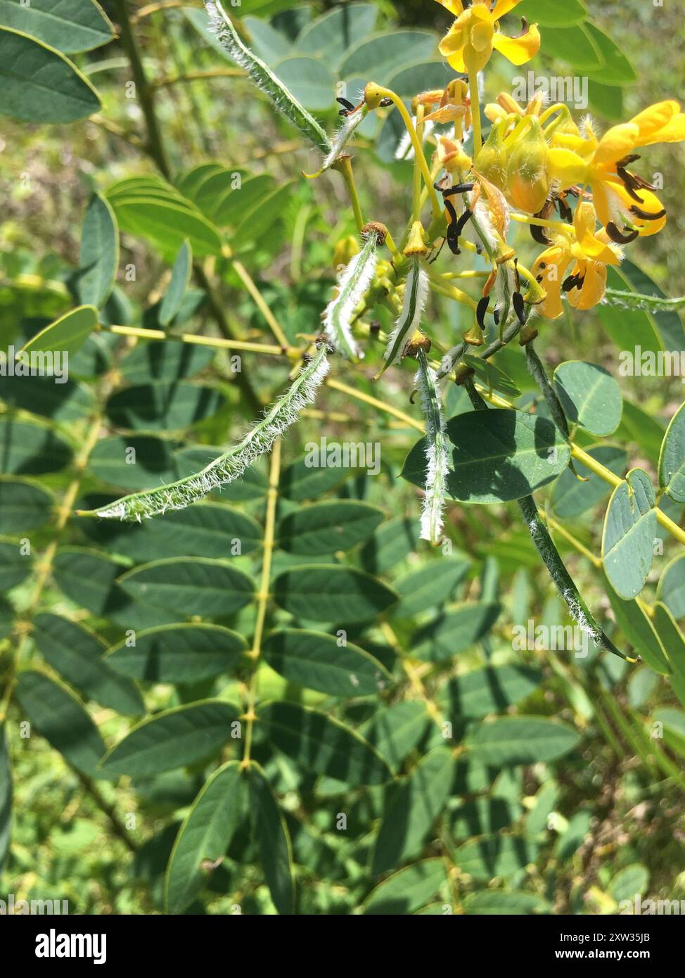 American senna (Senna hebecarpa) Plantae Stock Photo - Alamy