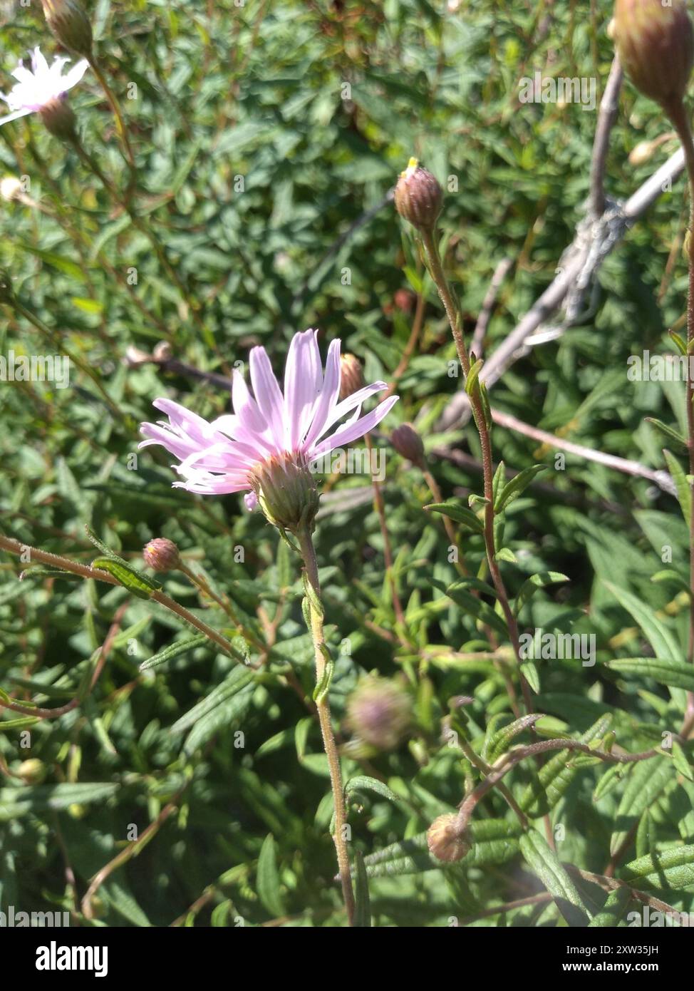 Blake's Aster (Oclemena × blakei) Plantae Stock Photo - Alamy