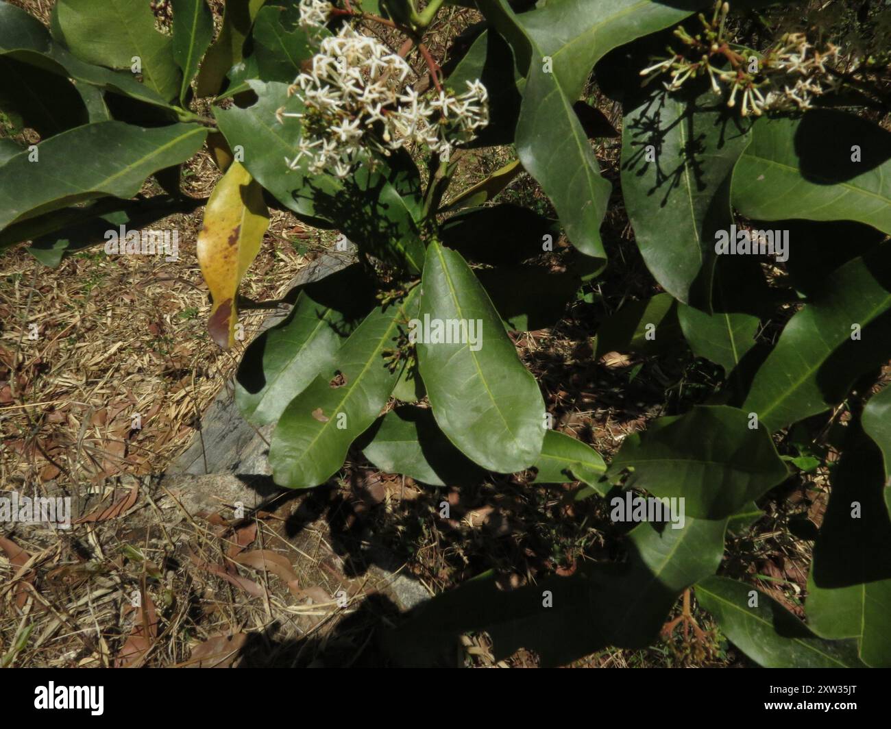 Torch Tree (Ixora pavetta) Plantae Stock Photo - Alamy