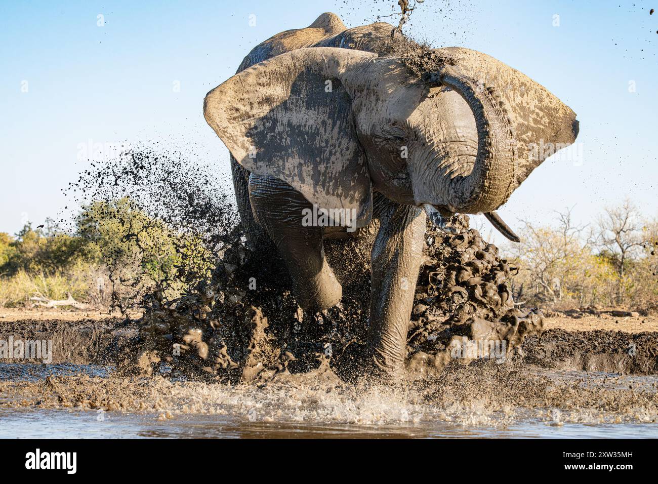 large African elephant having fun splashing in a water hole Stock Photo ...