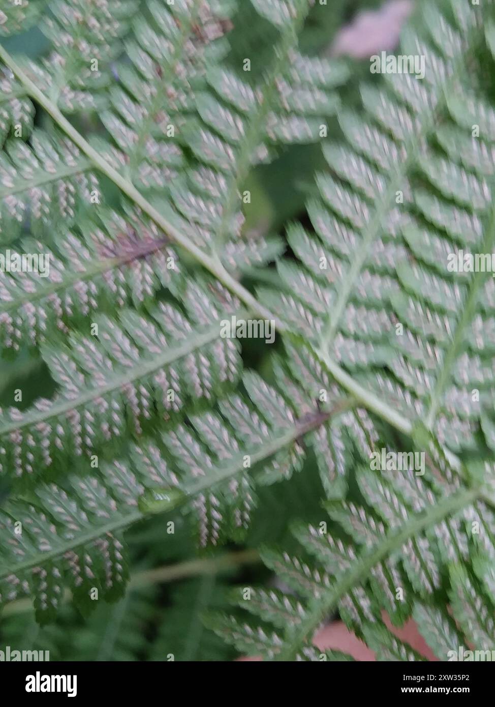 Athyrium sect. Athyrium (Athyrium) Plantae Stock Photo - Alamy