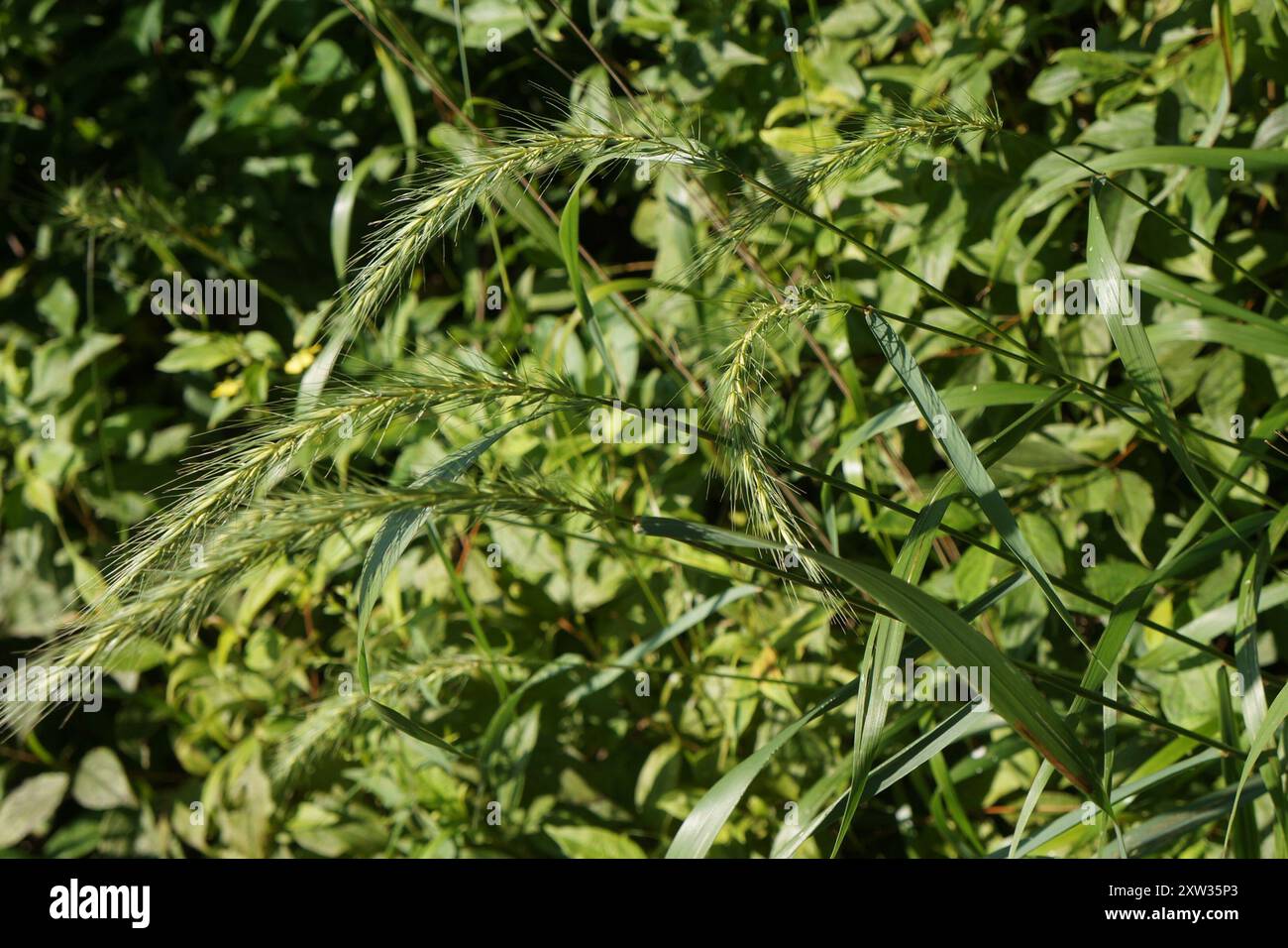 river wild rye (Elymus riparius) Plantae Stock Photo - Alamy