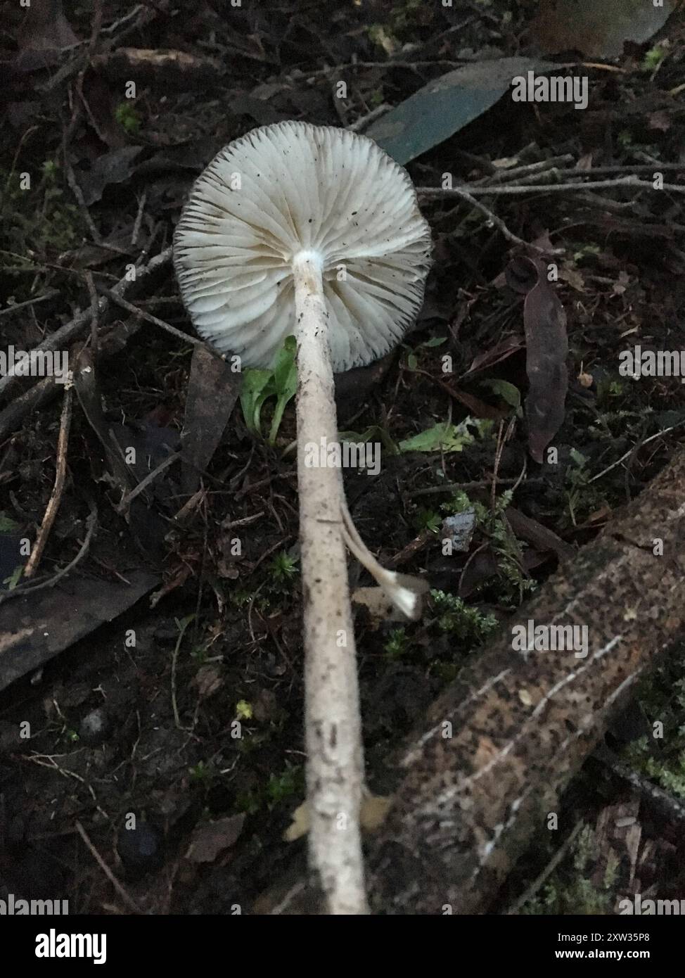 (Oudemansiella gigaspora) Fungi Stock Photo - Alamy