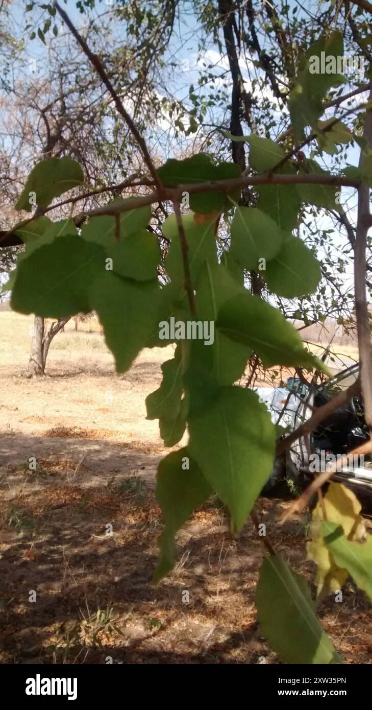 tamboti (Spirostachys africana) Plantae Stock Photo - Alamy