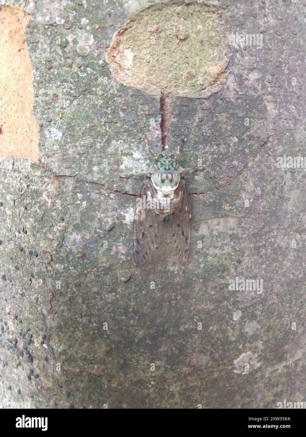 Robust Cicada (Hyalessa maculaticollis) Insecta Stock Photo - Alamy