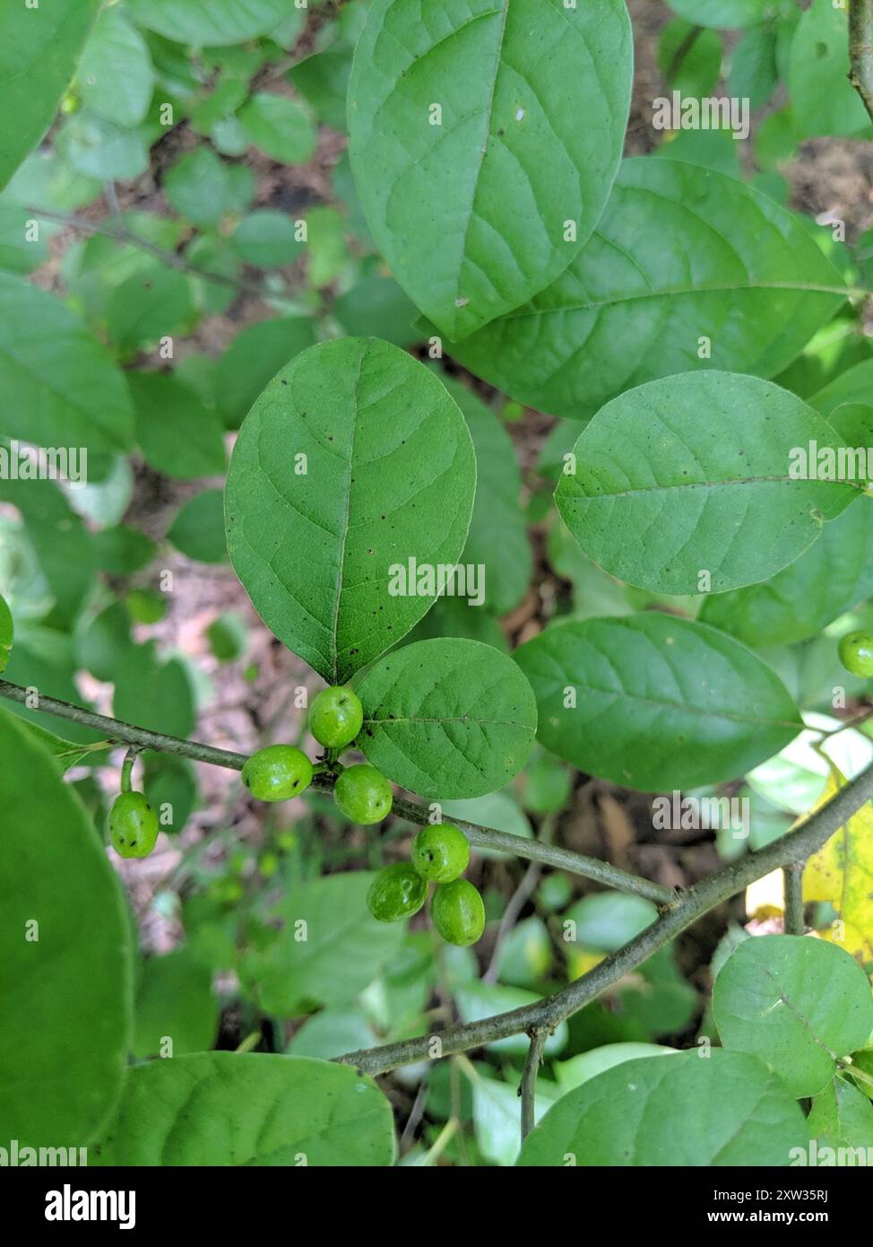 northern spicebush (Lindera benzoin) Plantae Stock Photo - Alamy