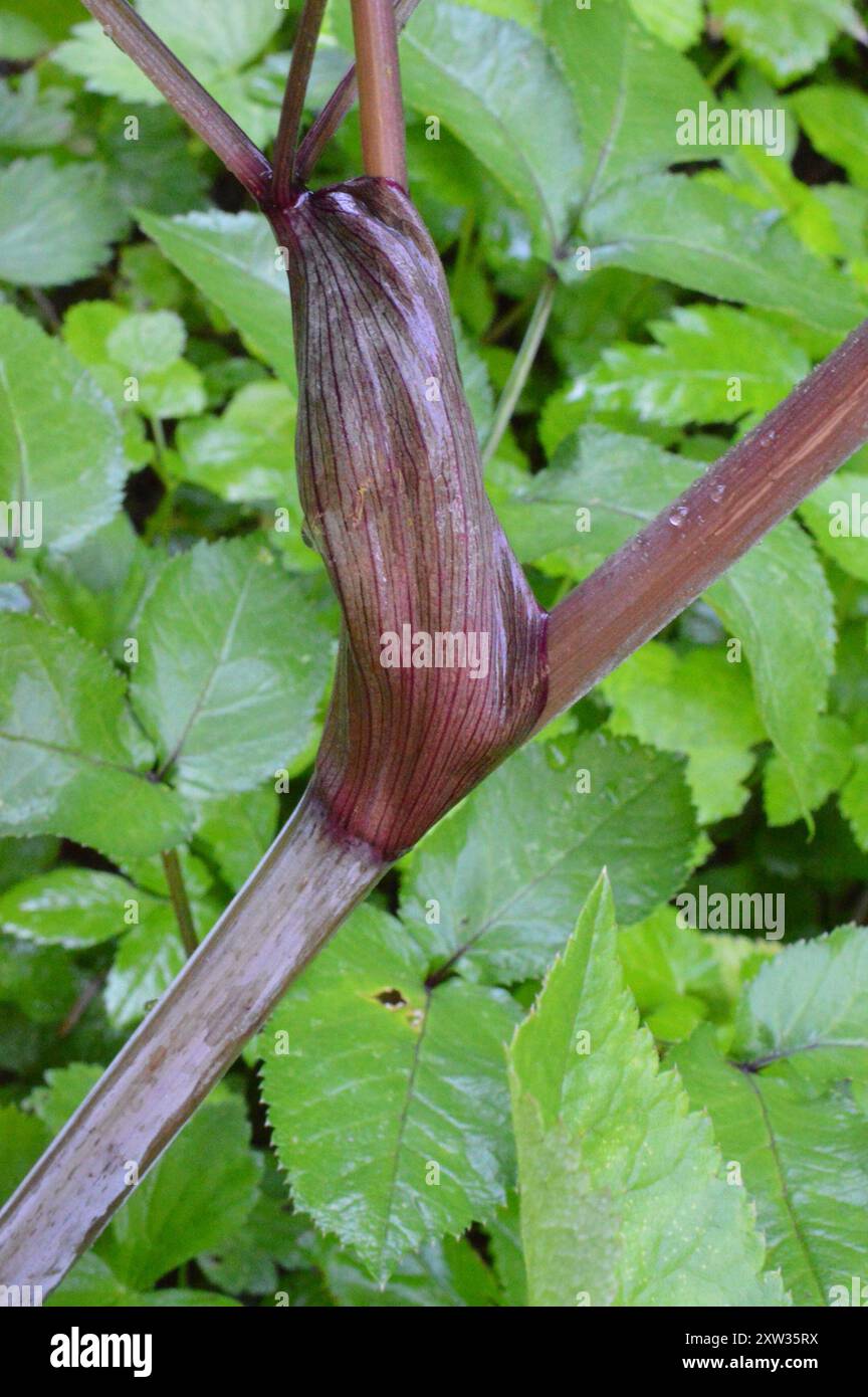 Wild Angelica (Angelica sylvestris) Plantae Stock Photo - Alamy