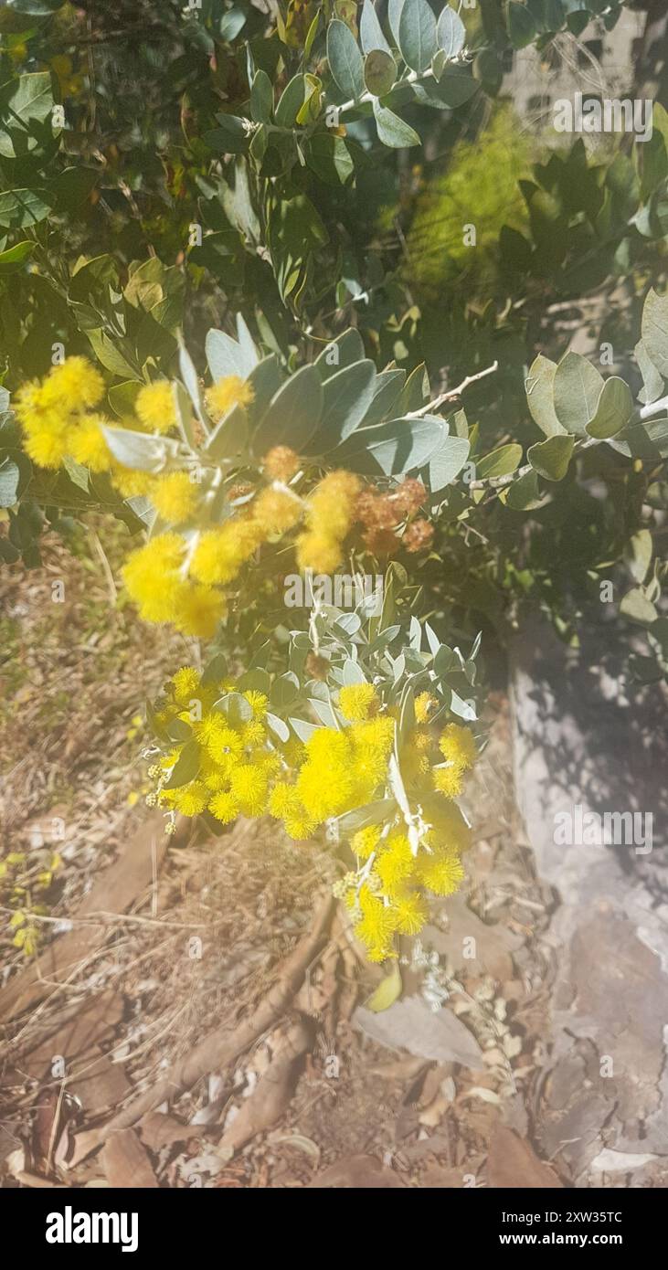 Queensland silver wattle (Acacia podalyriifolia) Plantae Stock Photo ...