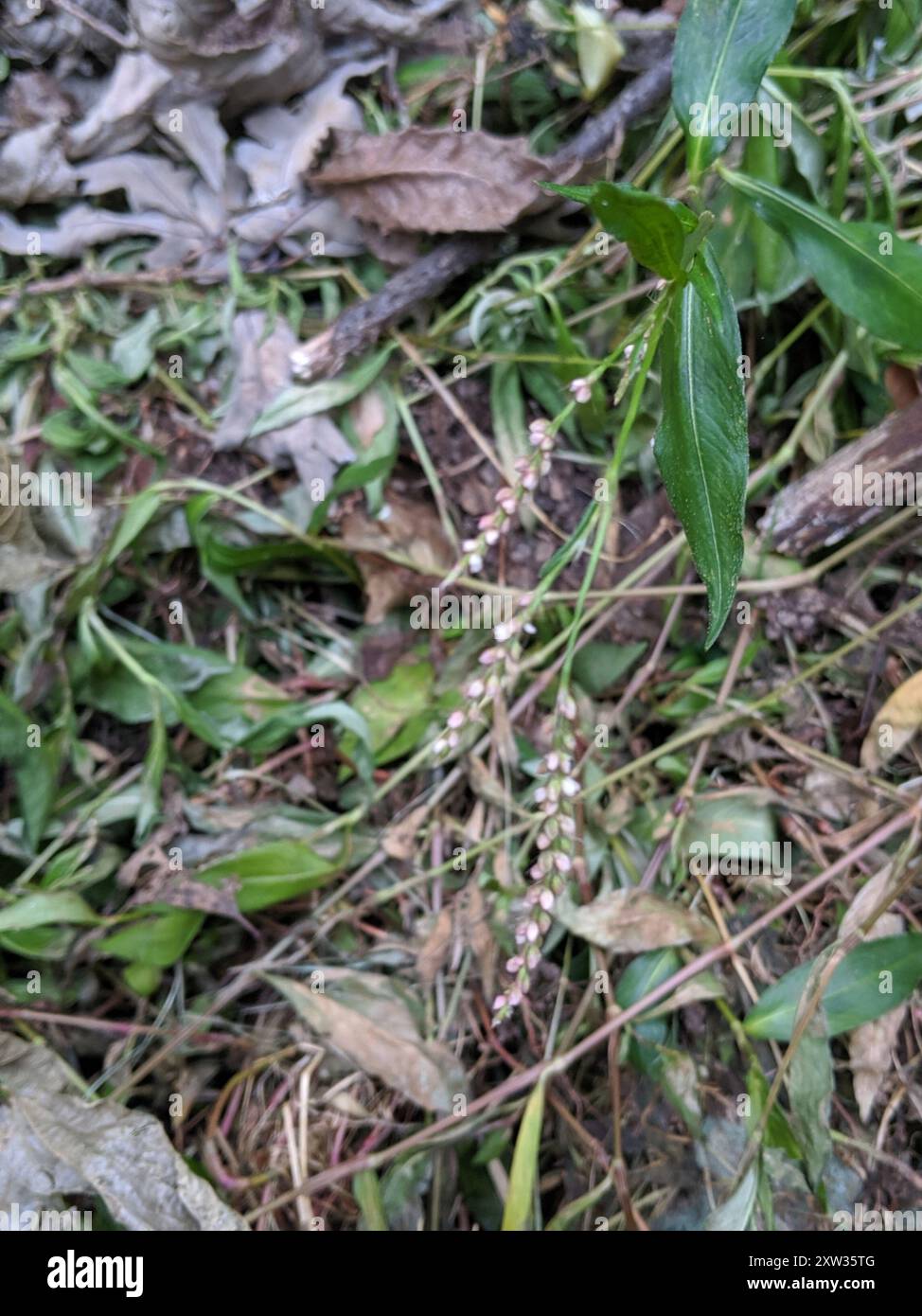 low smartweed (Persicaria longiseta) Plantae Stock Photo - Alamy