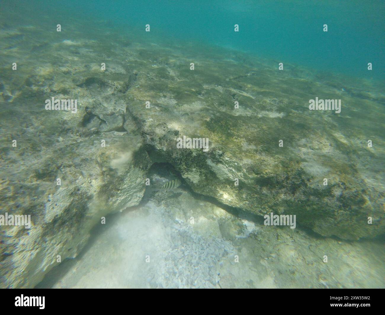 Banded Sergeant (Abudefduf septemfasciatus) Actinopterygii Stock Photo ...