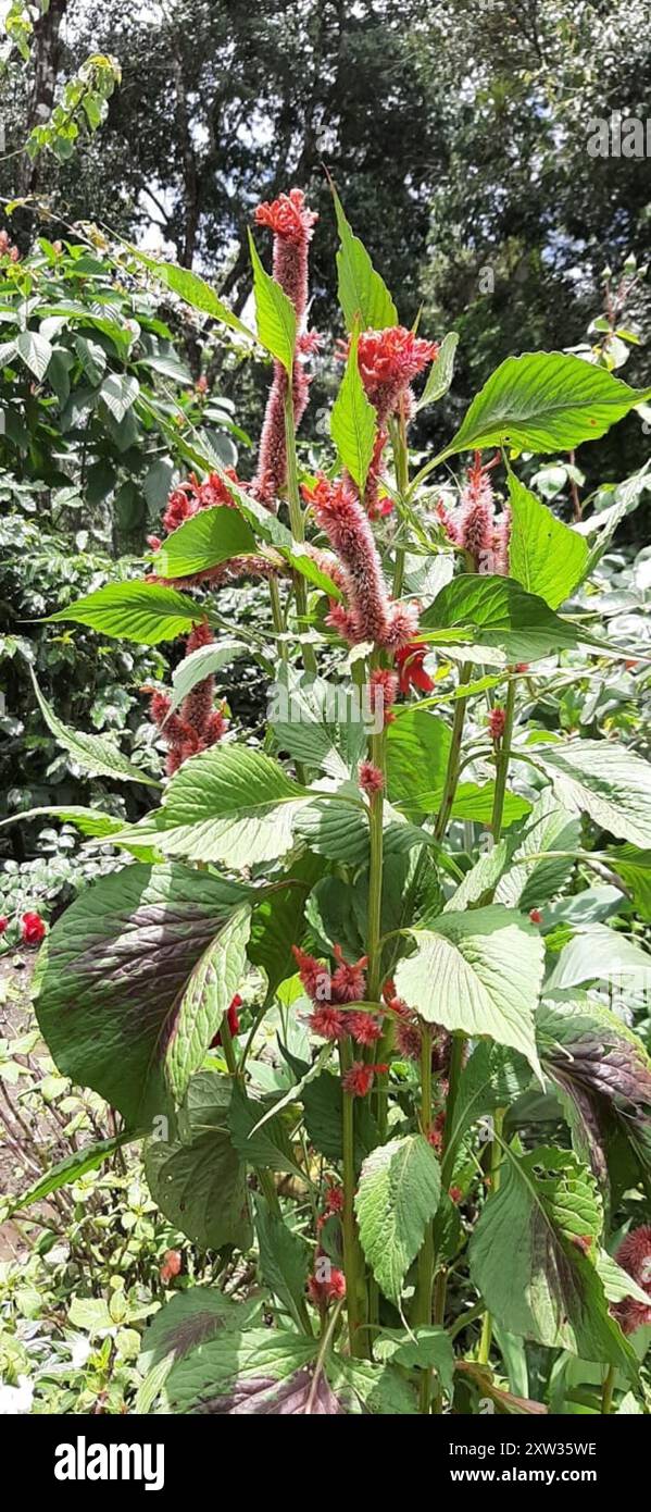 Quail Grass (Celosia argentea) Plantae Stock Photo - Alamy
