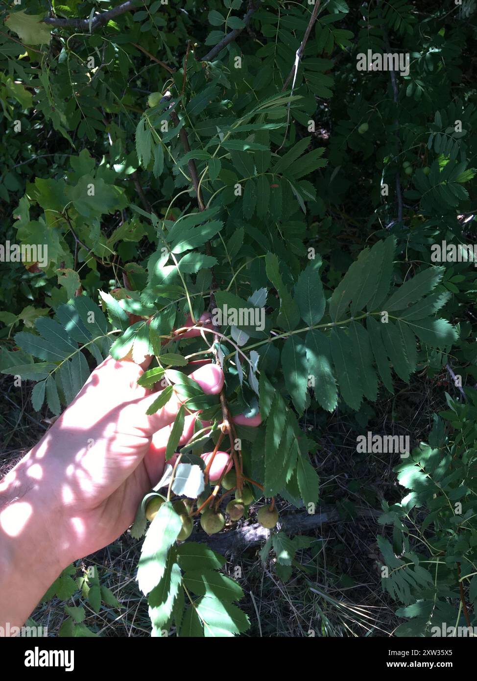 Service-tree (Cormus domestica) Plantae Stock Photo - Alamy