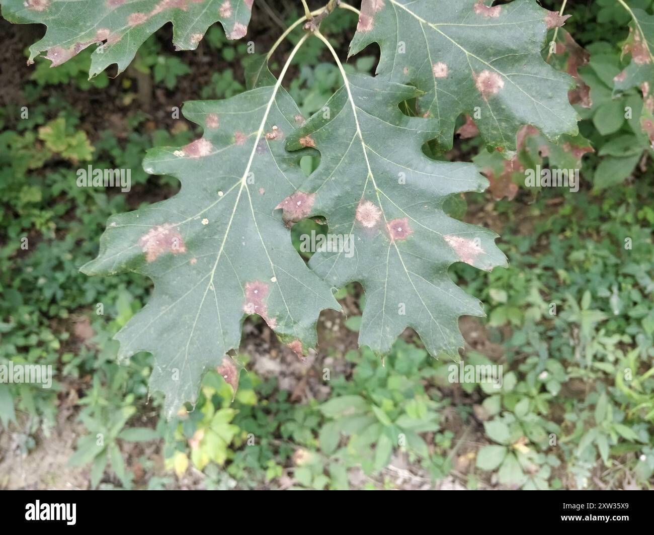 Shumard oak (Quercus shumardii) Plantae Stock Photo - Alamy