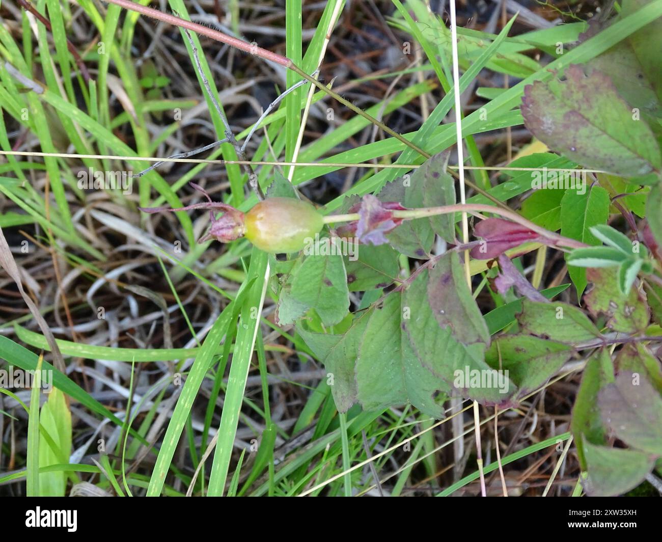 smooth rose (Rosa blanda) Plantae Stock Photo - Alamy