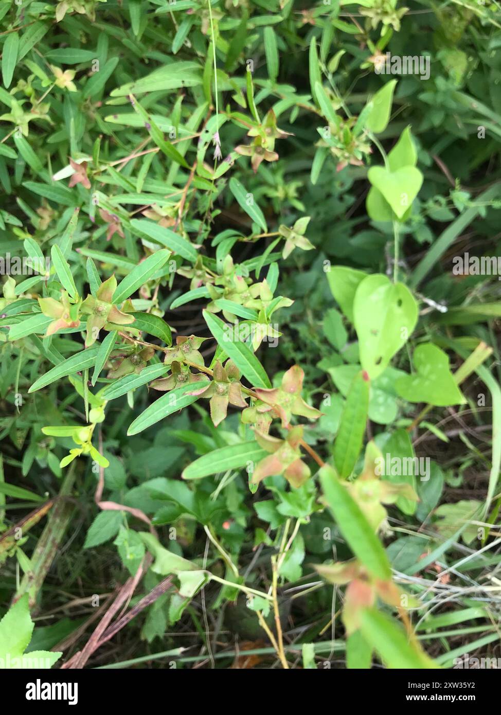 Seedbox hi-res stock photography and images - Alamy