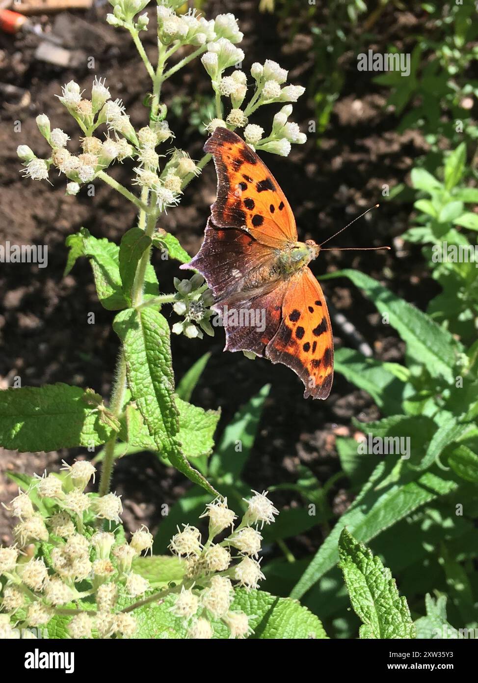 Question Mark (Polygonia interrogationis) Insecta Stock Photo - Alamy