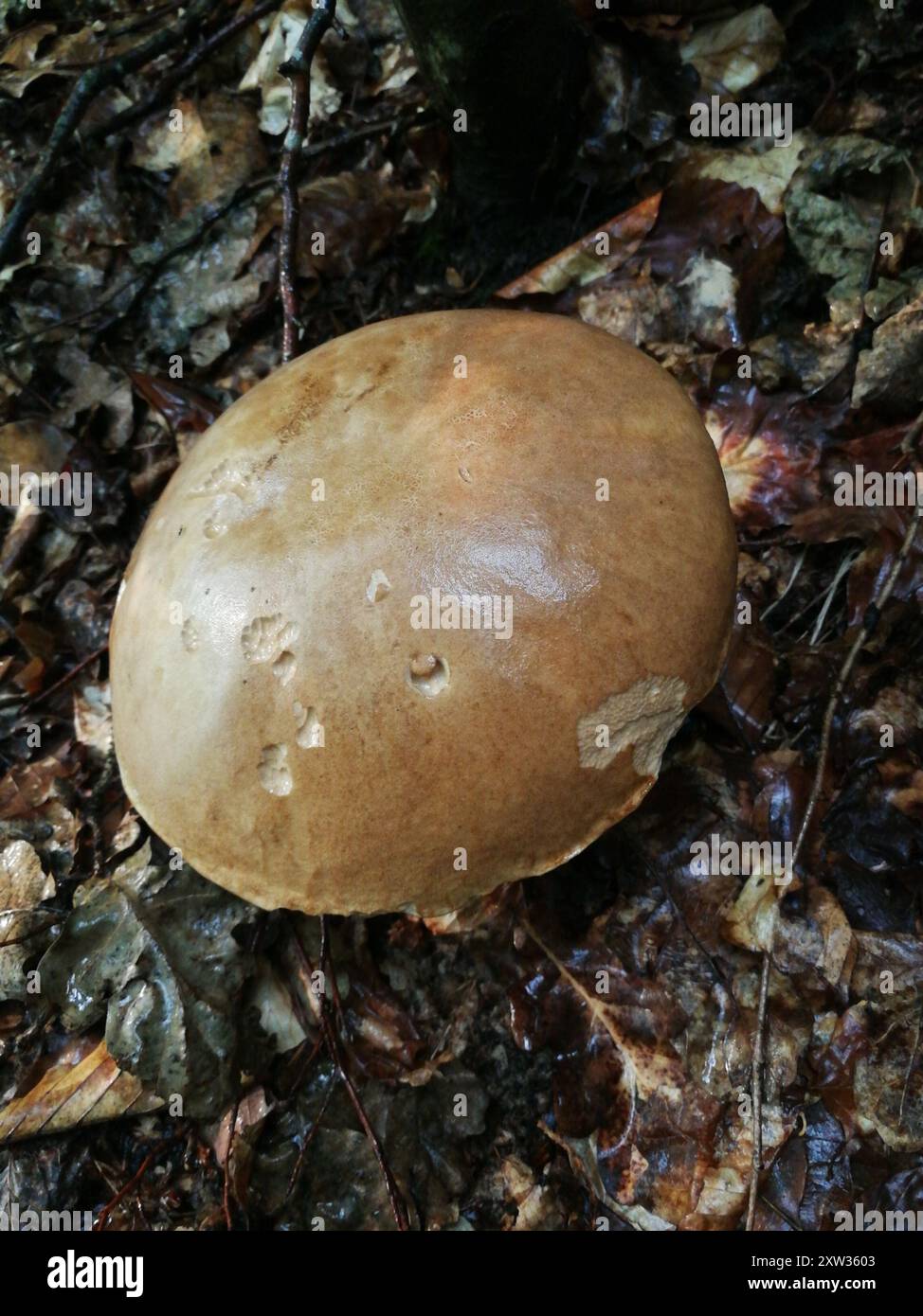 Summer Bolete (Boletus reticulatus) Fungi Stock Photo - Alamy