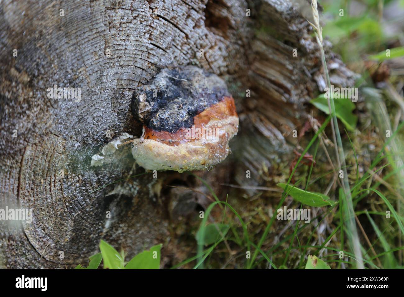 Red-banded Conks (Fomitopsis pinicola) Fungi Stock Photo - Alamy
