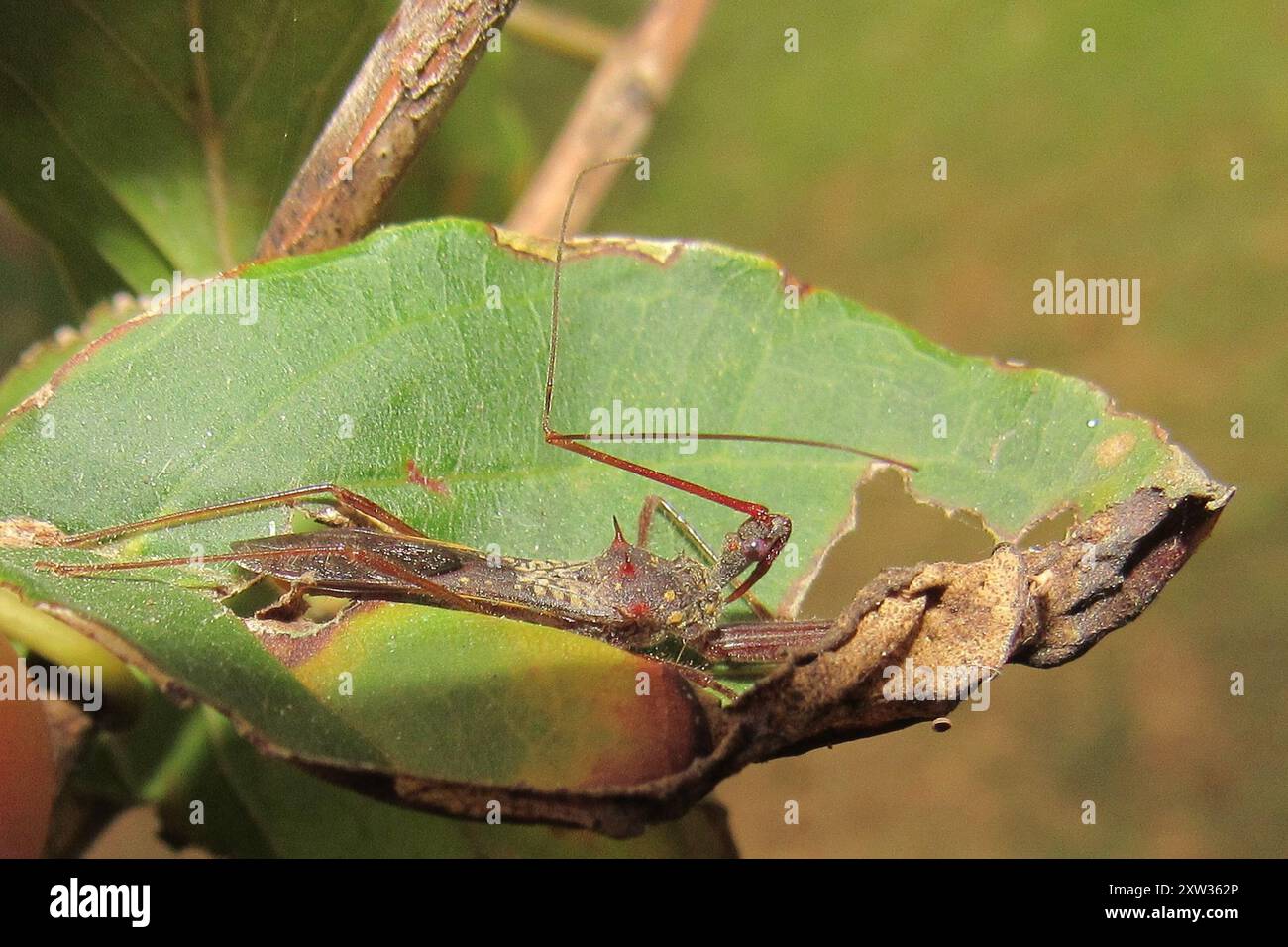 (Heza binotata) Insecta Stock Photo - Alamy
