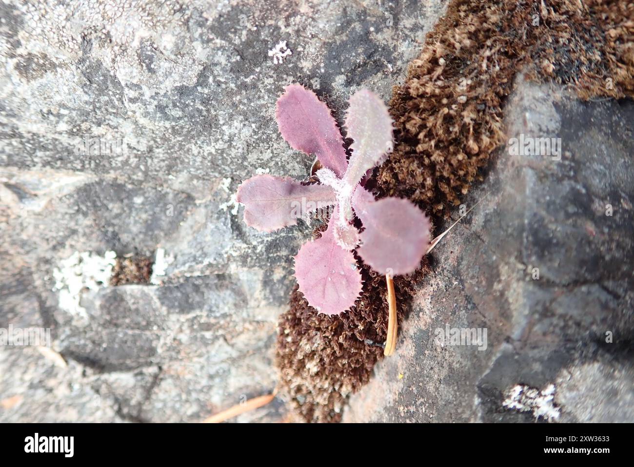 vascular plants (Tracheophyta) Plantae Stock Photo - Alamy