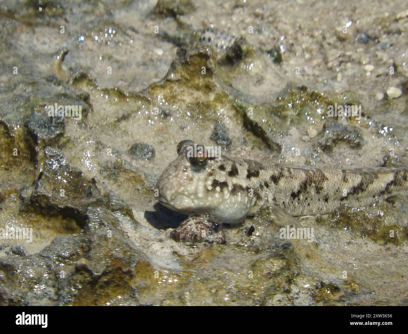 Common mudskipper (Periophthalmus kalolo) Actinopterygii Stock Photo ...