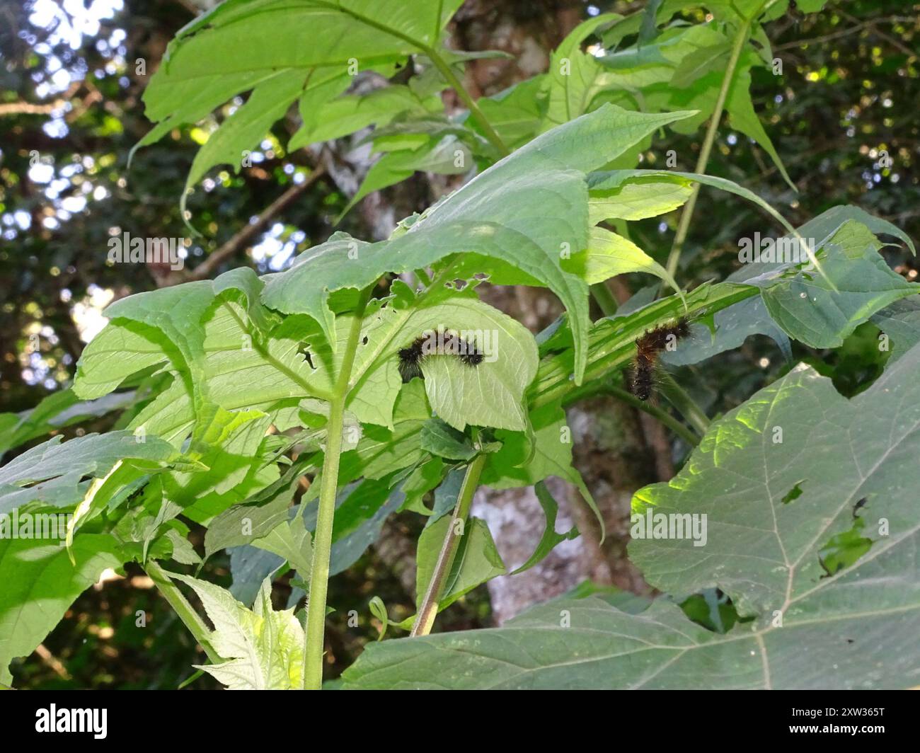 Tree Daisy (Montanoa grandiflora) Plantae Stock Photo - Alamy