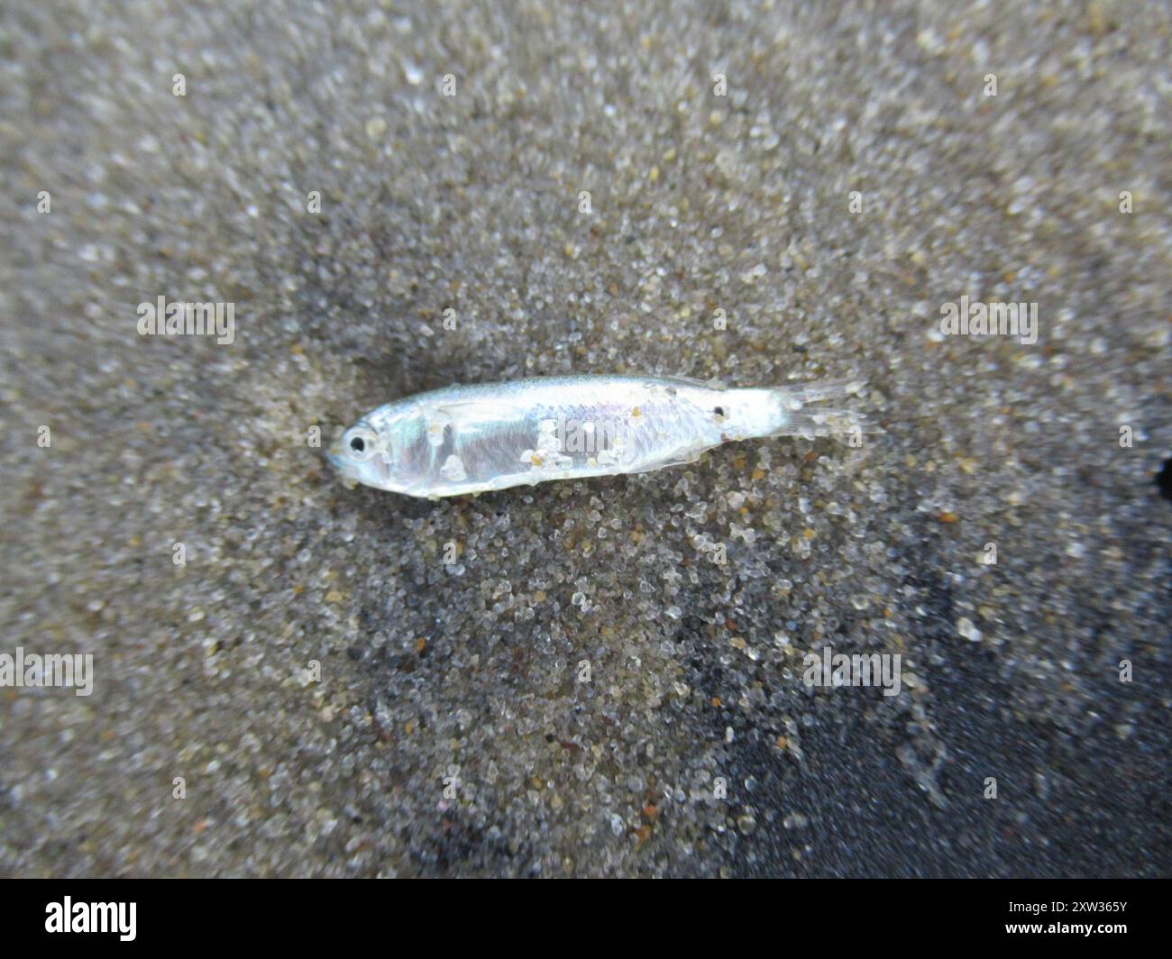 Ray-finned Fishes (Actinopterygii) Actinopterygii Stock Photo - Alamy