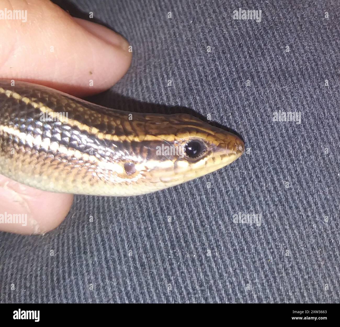 Southeastern Five-lined Skink (Plestiodon inexpectatus) Reptilia Stock ...