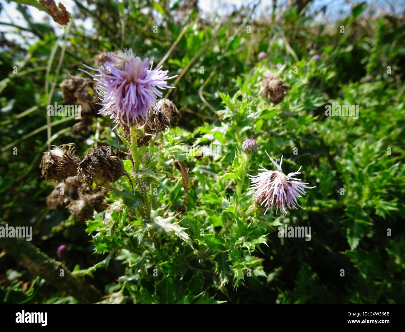 creeping thistle (Cirsium arvense) Plantae Stock Photo - Alamy