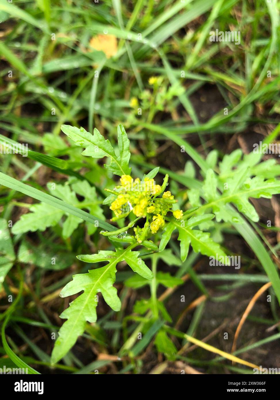 Bog Yellowcress (Rorippa palustris) Plantae Stock Photo - Alamy