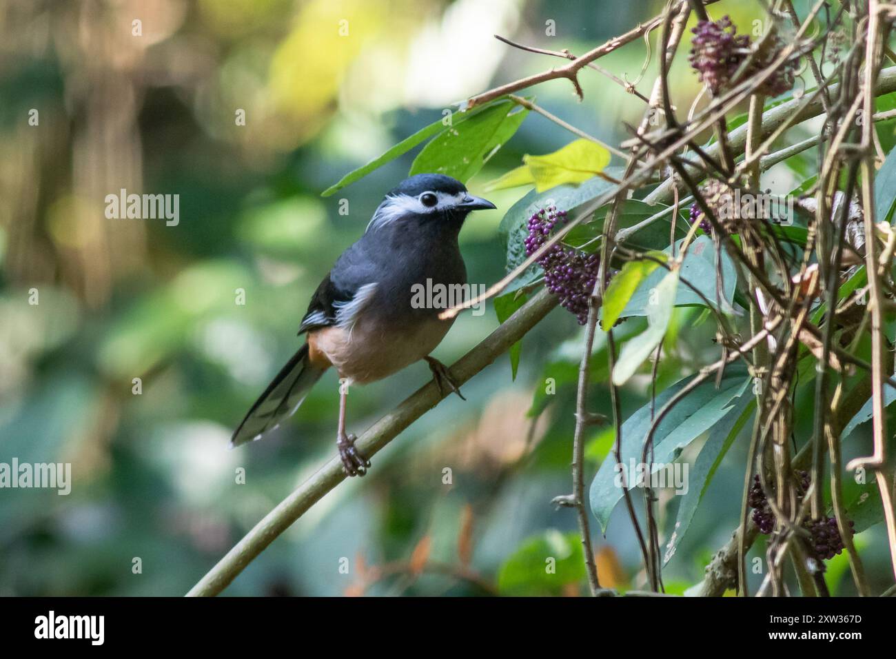 White-eared Sibia (Heterophasia auricularis) Aves Stock Photo - Alamy
