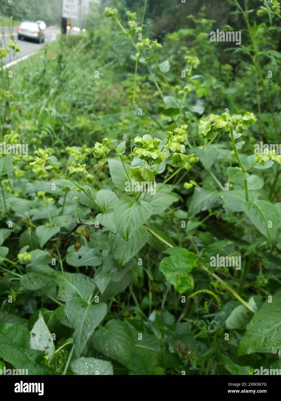 Wild Four o'Clock (Mirabilis nyctaginea) Plantae Stock Photo - Alamy